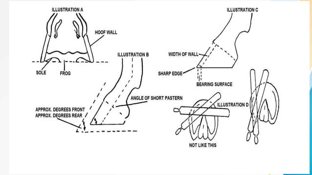 SHOEING PROCEDURE IN HORSES | PPTX | Foot Health | Diseases and Conditions