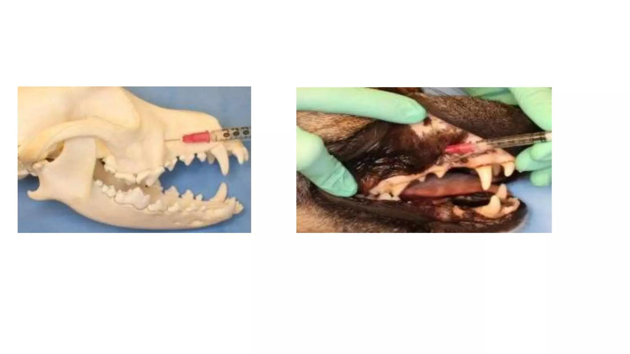 HEAD REGION NERVE BLOCK IN CAT & DOGS | PPTX