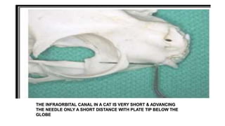 HEAD REGION NERVE BLOCK IN CAT & DOGS | PPTX