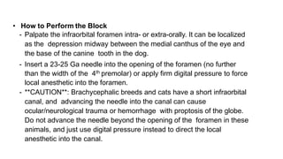 HEAD REGION NERVE BLOCK IN CAT & DOGS | PPTX