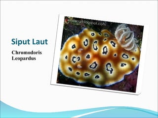 Umang Umang & Siput Laut | PPT