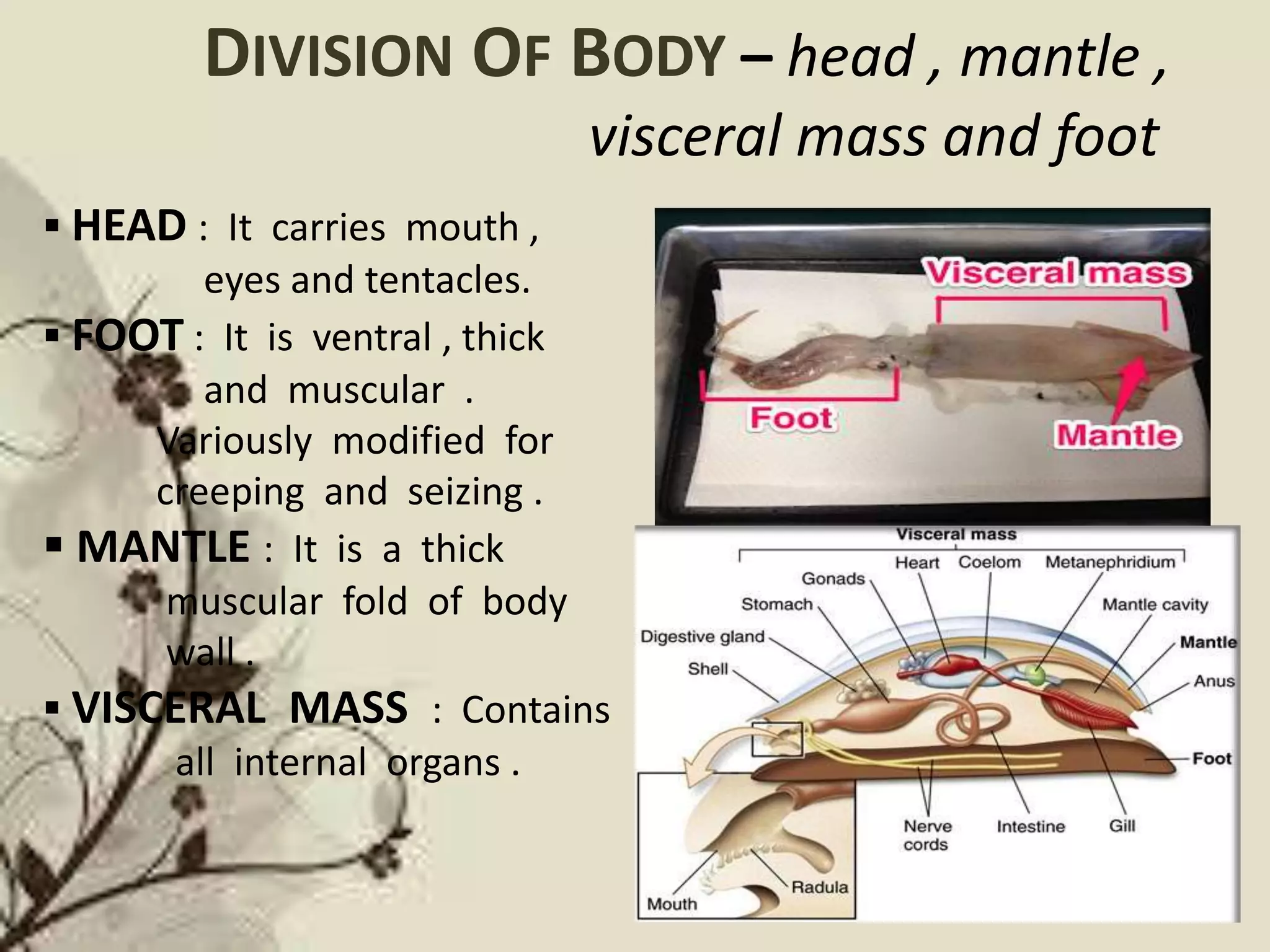 Phylum Mollusca | PPTX