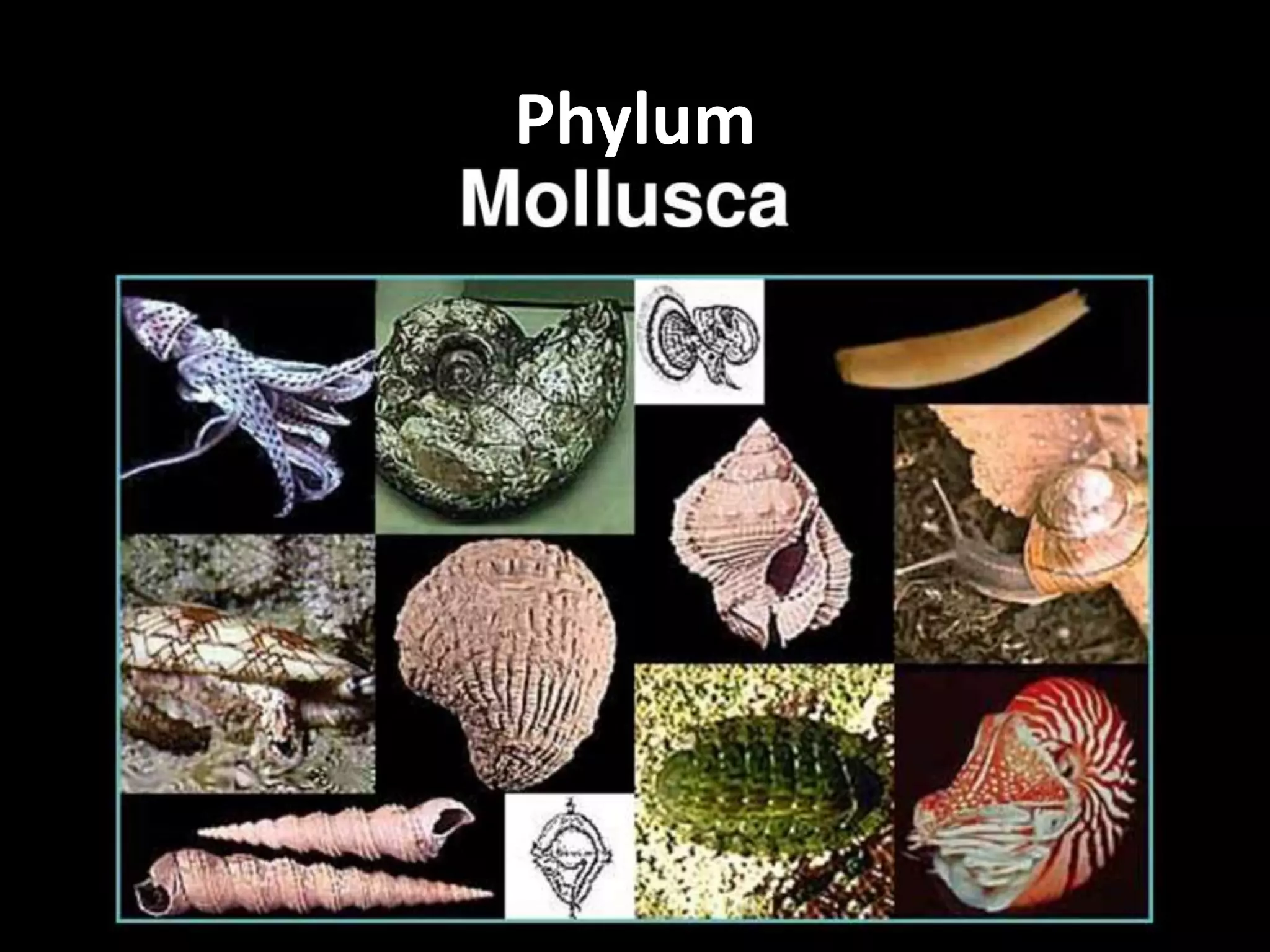 Phylum Mollusca | PPT