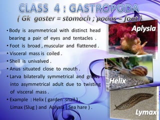 Phylum Mollusca | PPTX