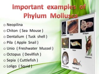 Phylum Mollusca | PPTX