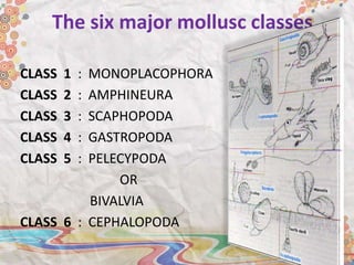 Phylum Mollusca | PPTX