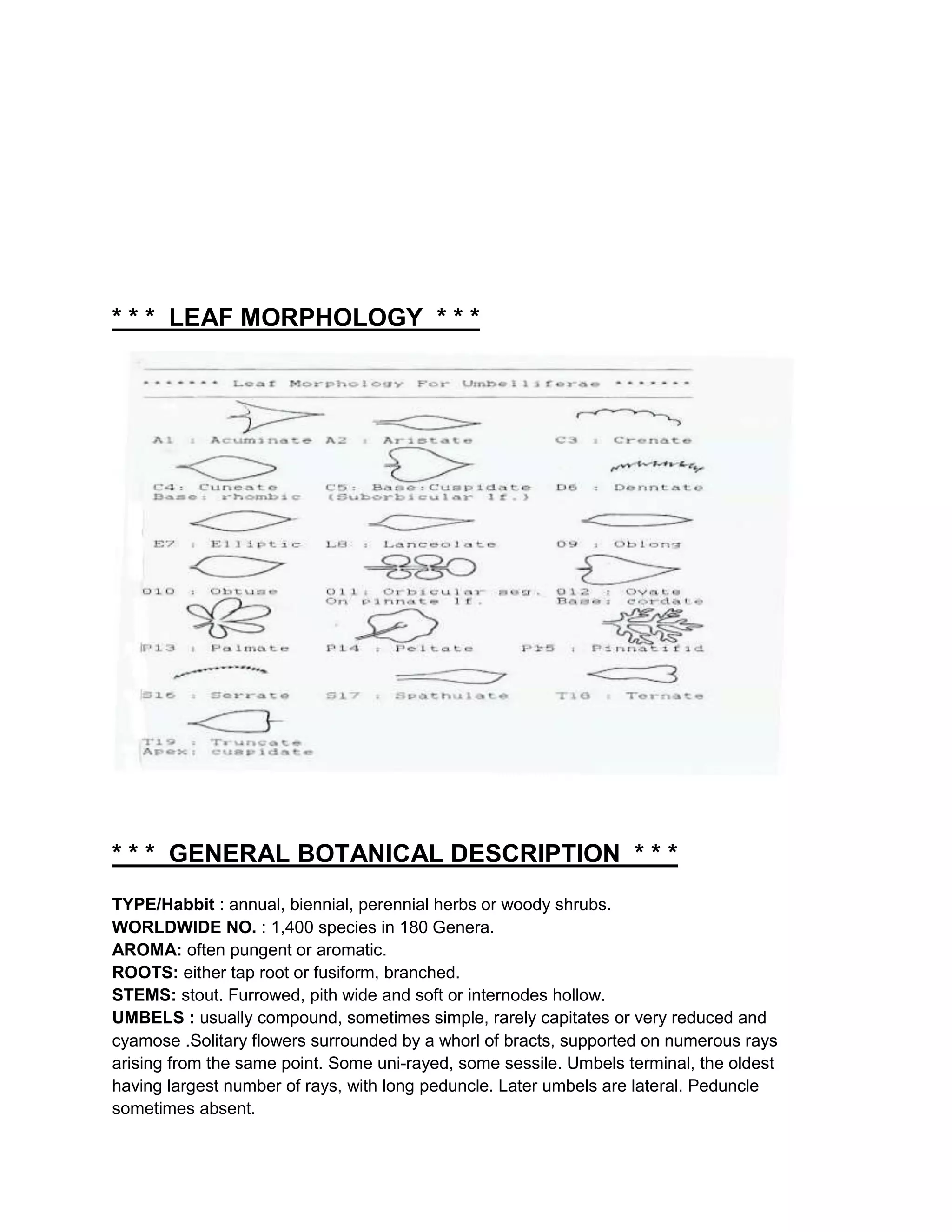 umbelliferae | DOCX