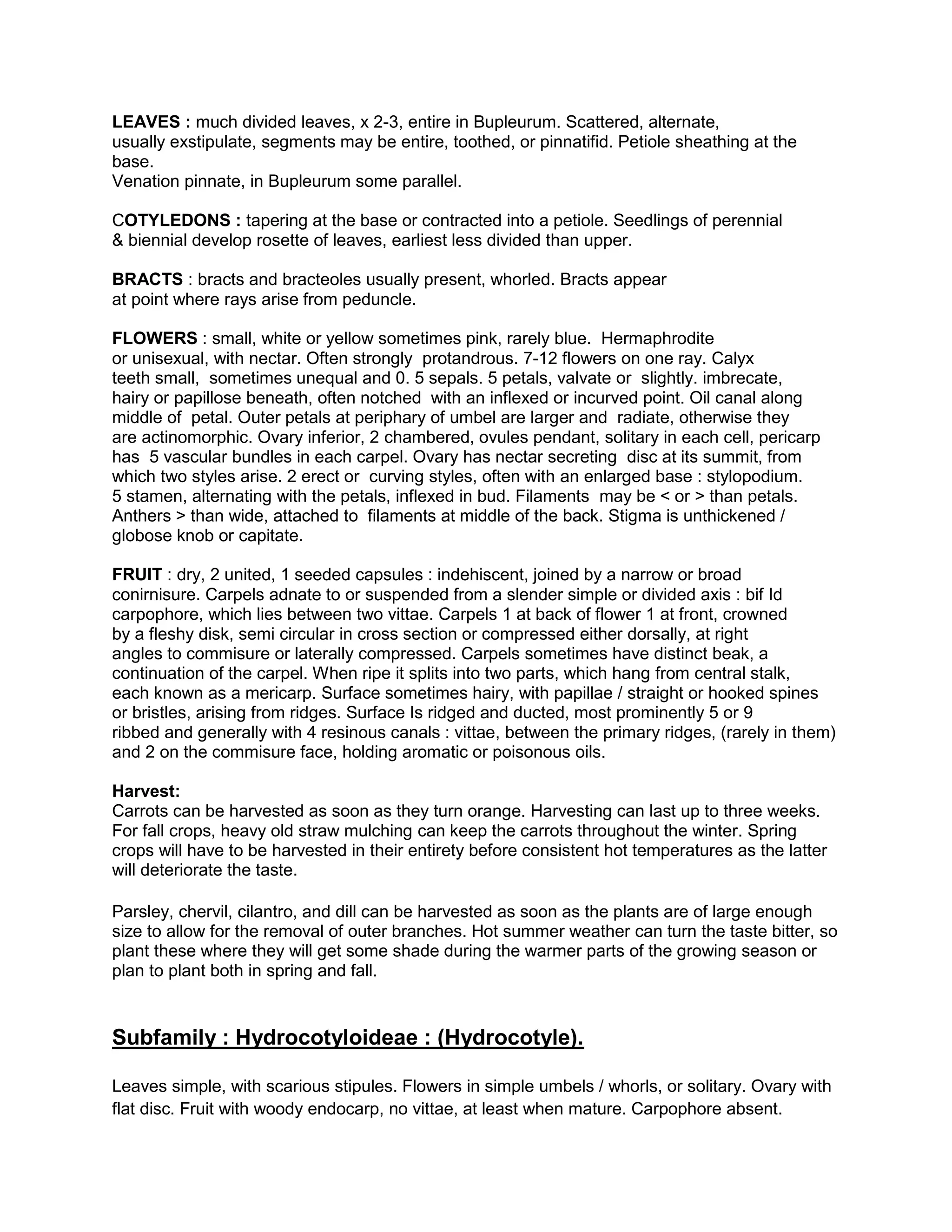 umbelliferae | DOCX