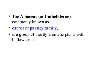 Umbelleriferae | PPT