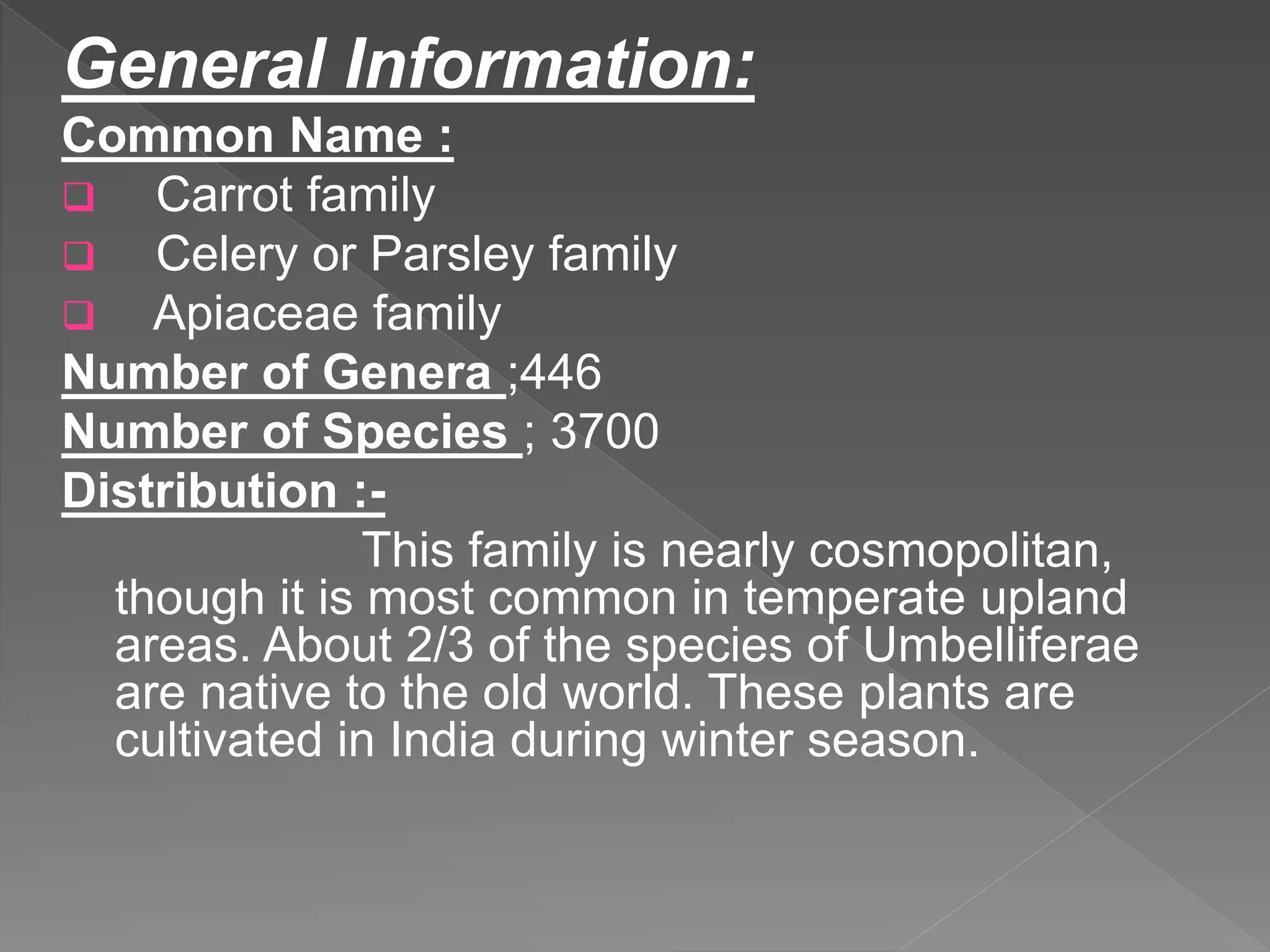 Umbelliferae | PPTX