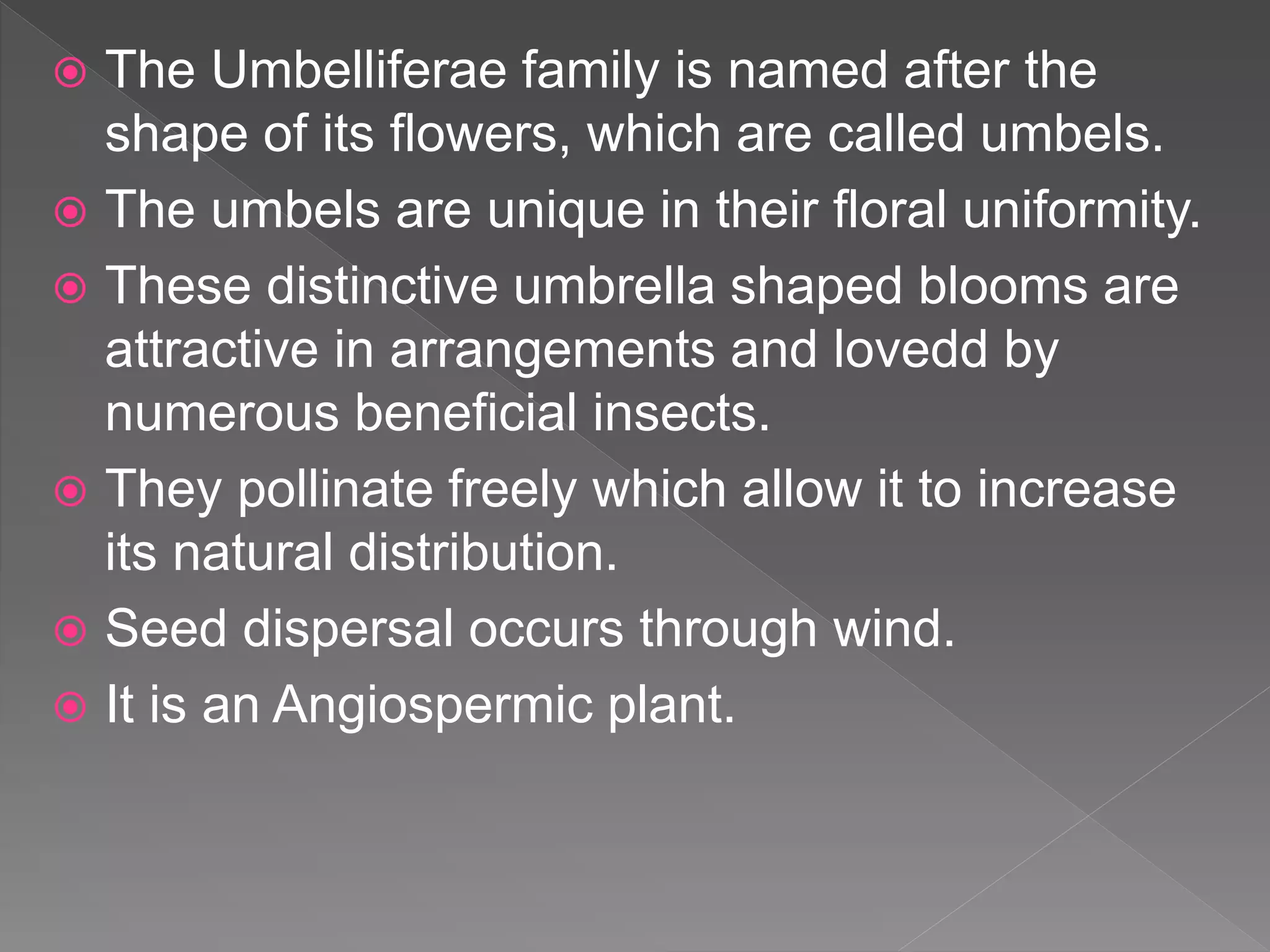 Umbelliferae | PPTX