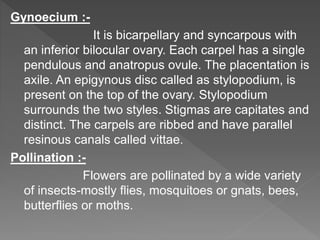 Umbelliferae | PPTX