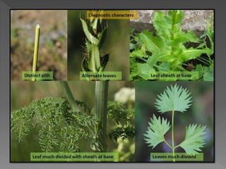 Umbelliferae | PPTX