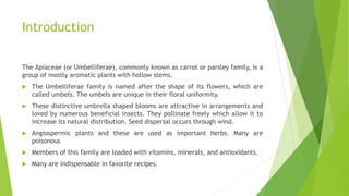 Umbelliferae presentation about Flowering plants | PPT