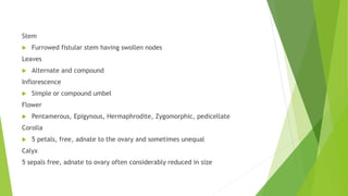 Umbelliferae presentation about Flowering plants | PPT