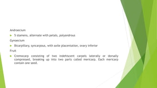 Umbelliferae presentation about Flowering plants | PPT