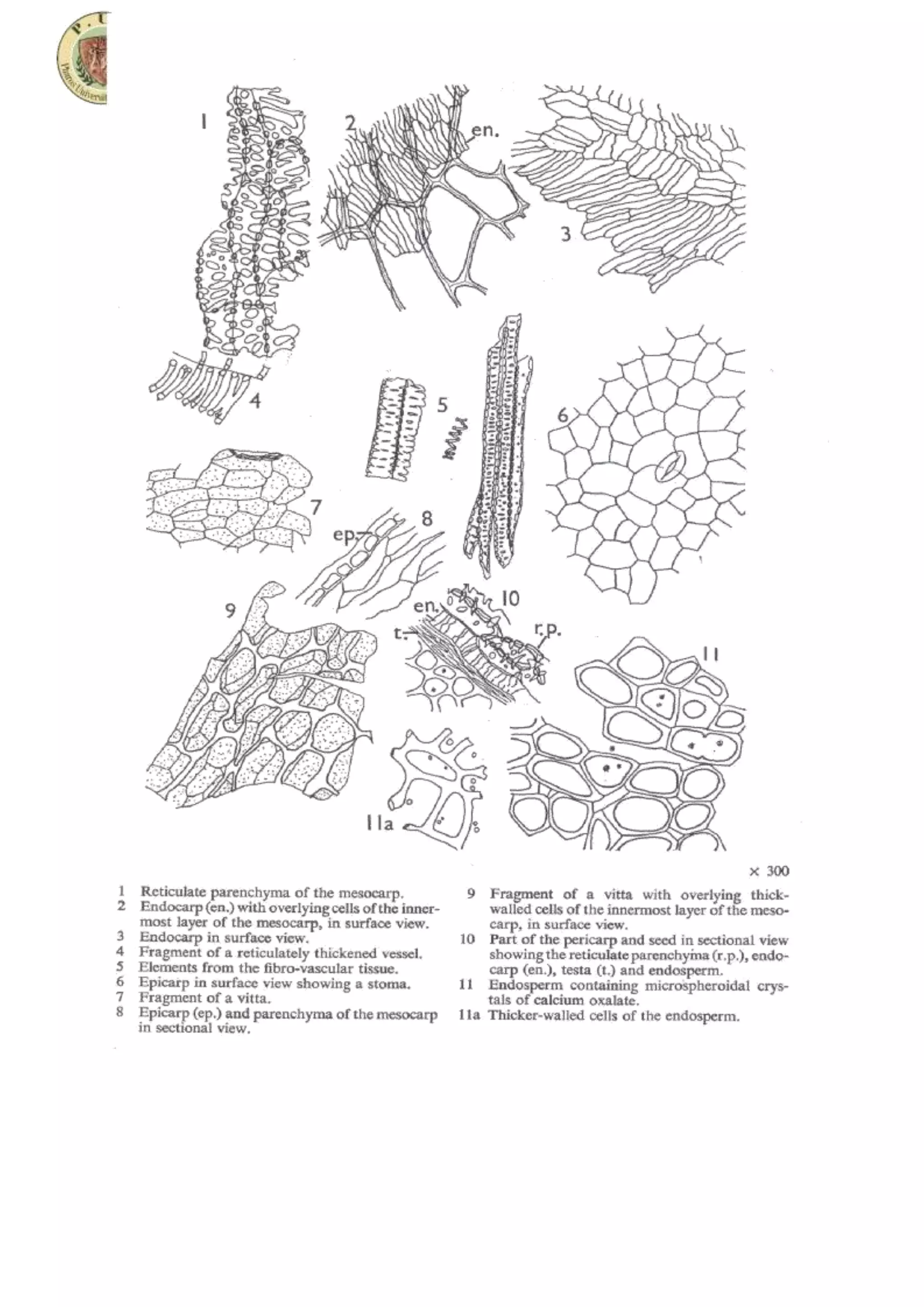 Umbelliferous fruits | DOCX