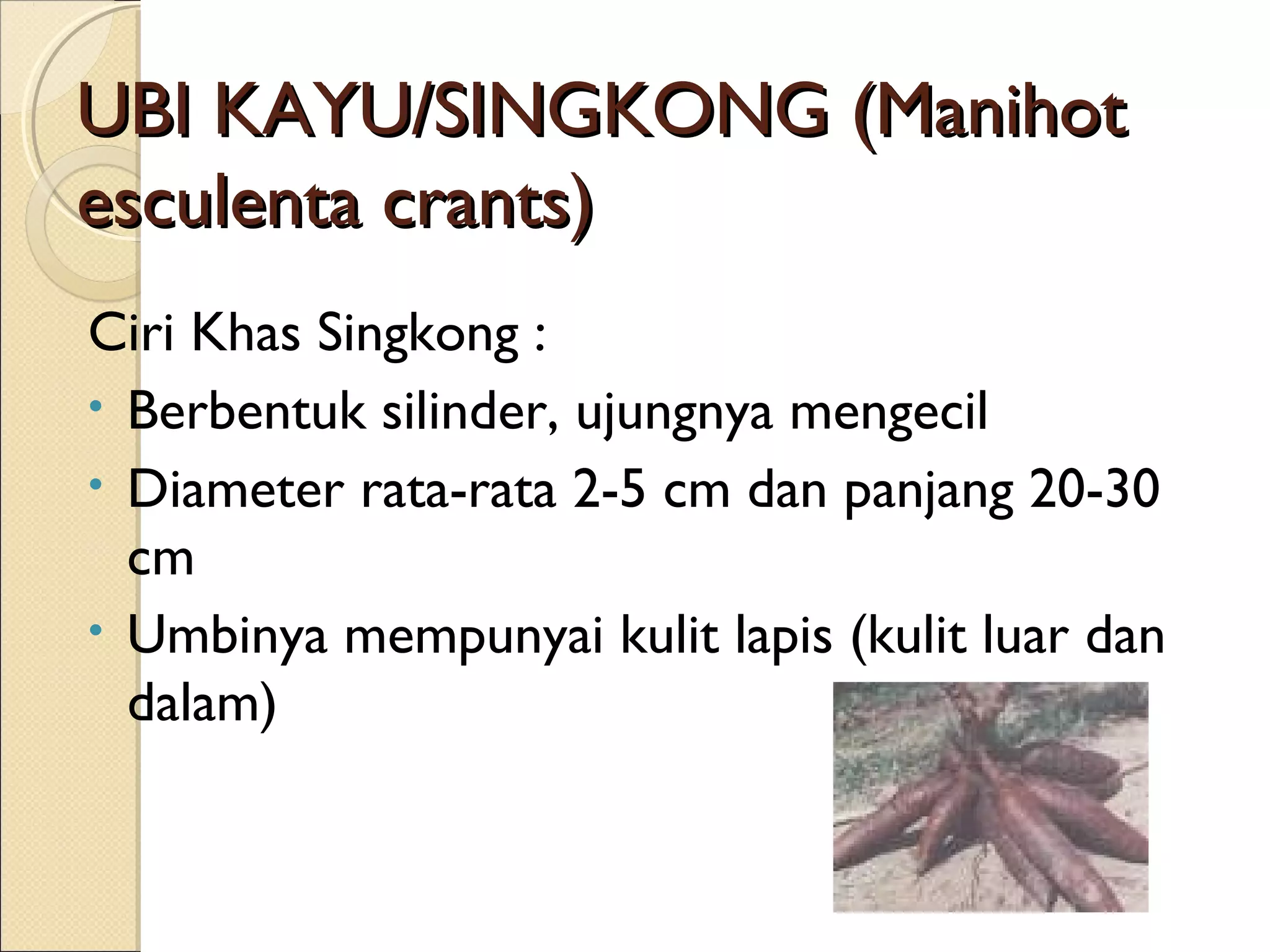 Umbi umbian | PPT