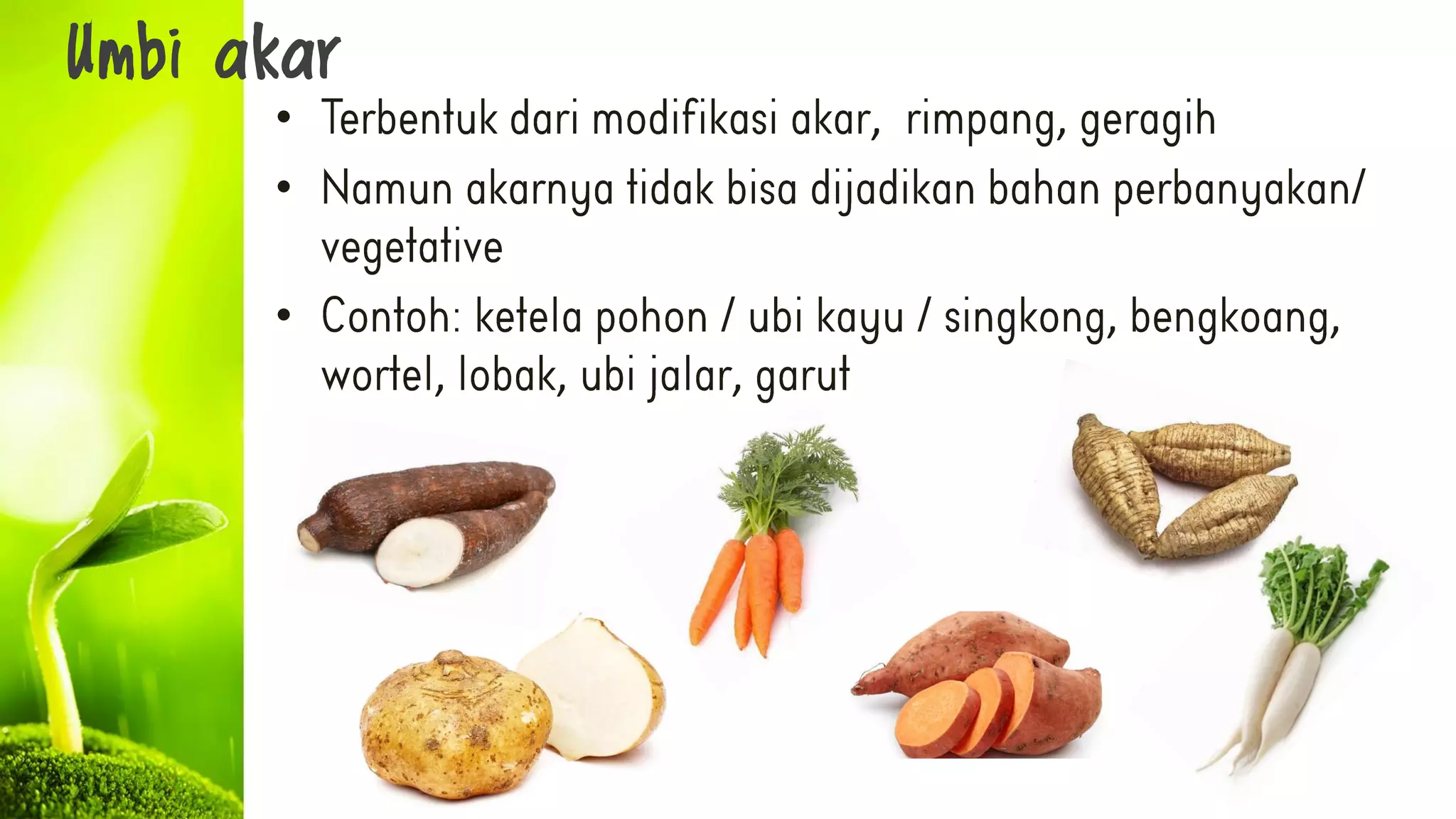Umbi umbian (3) | PDF