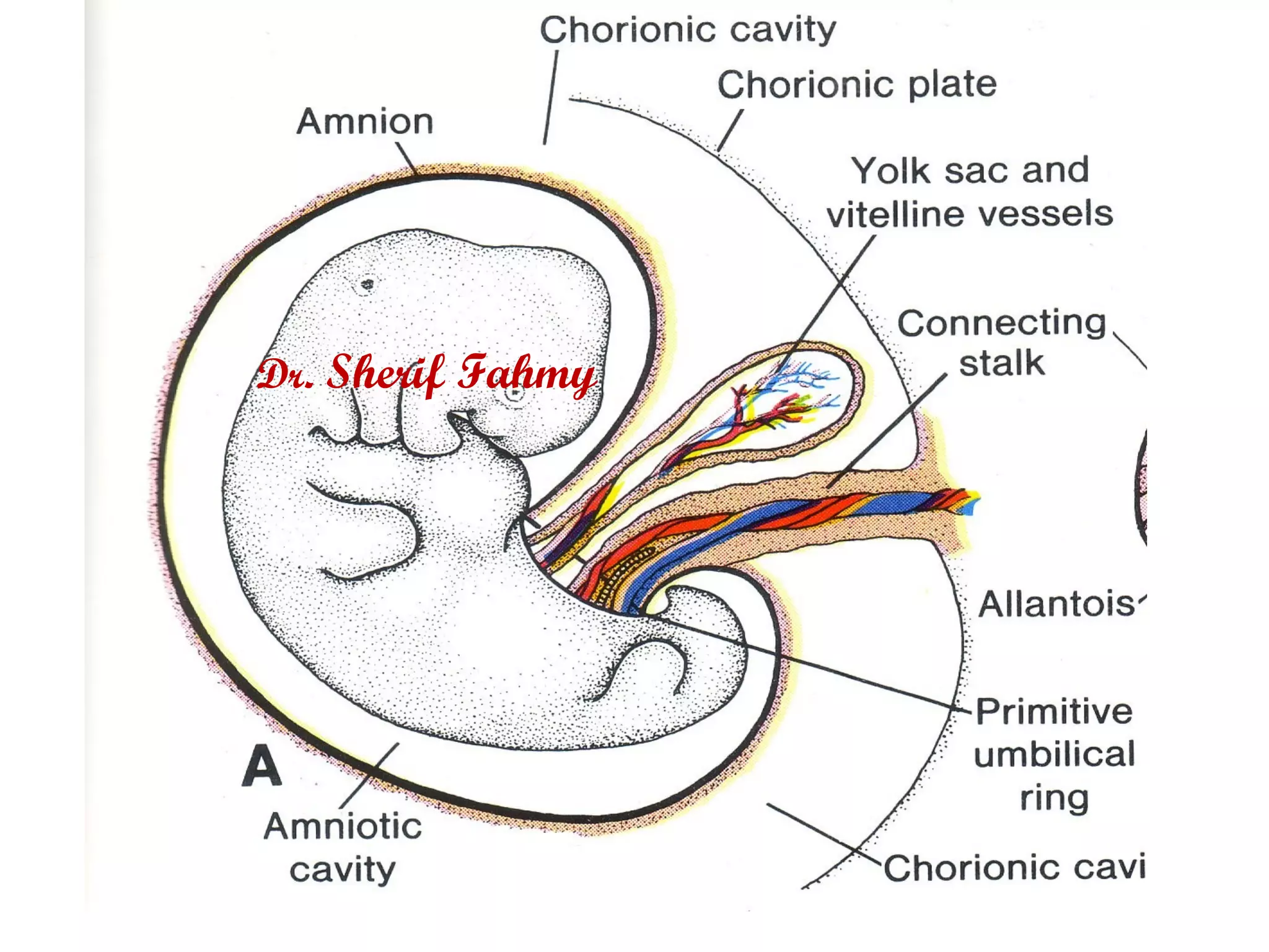 Umbilical Cord (General Embryology) | PPS