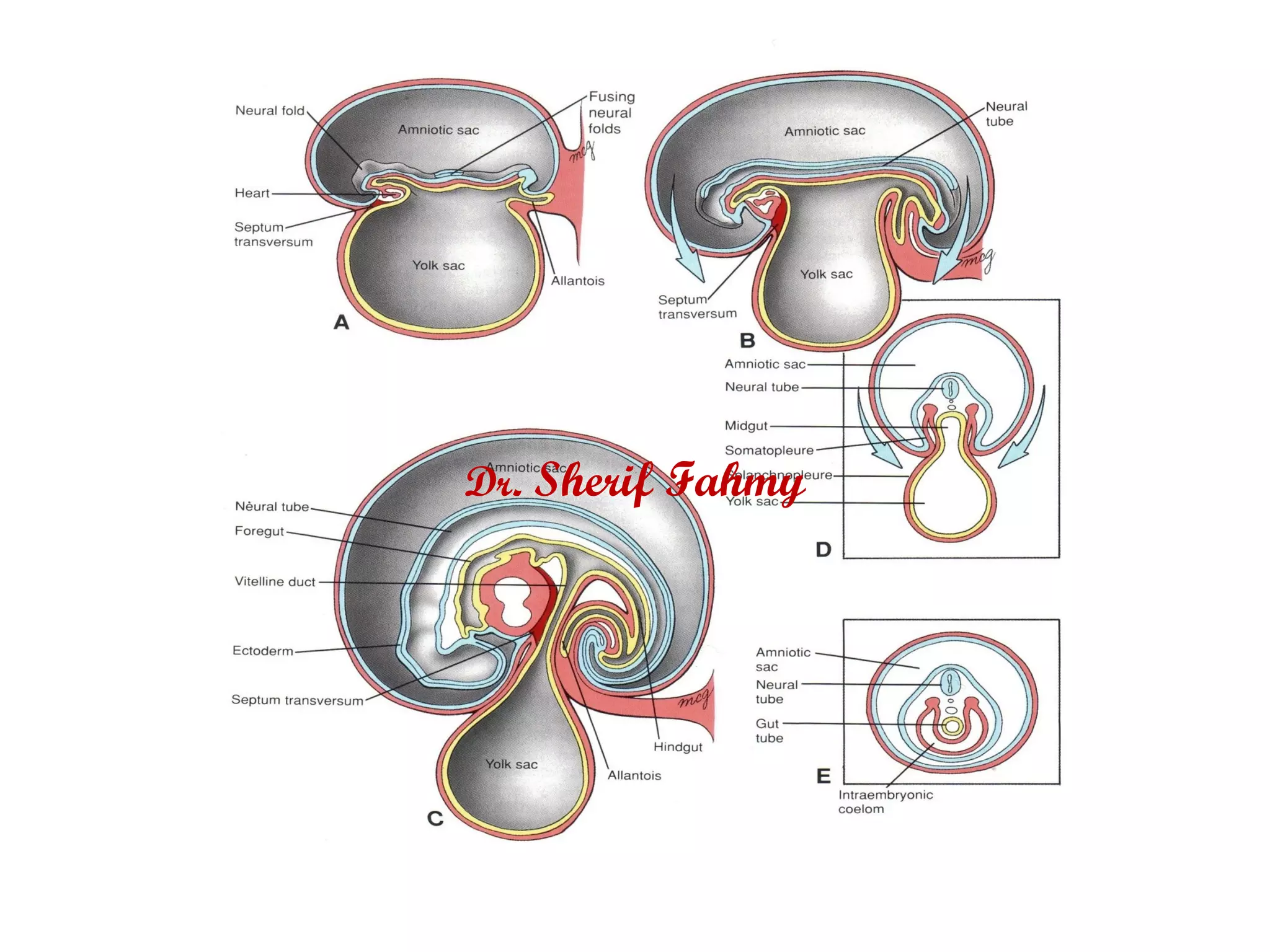 Umbilical Cord (General Embryology) | PPS