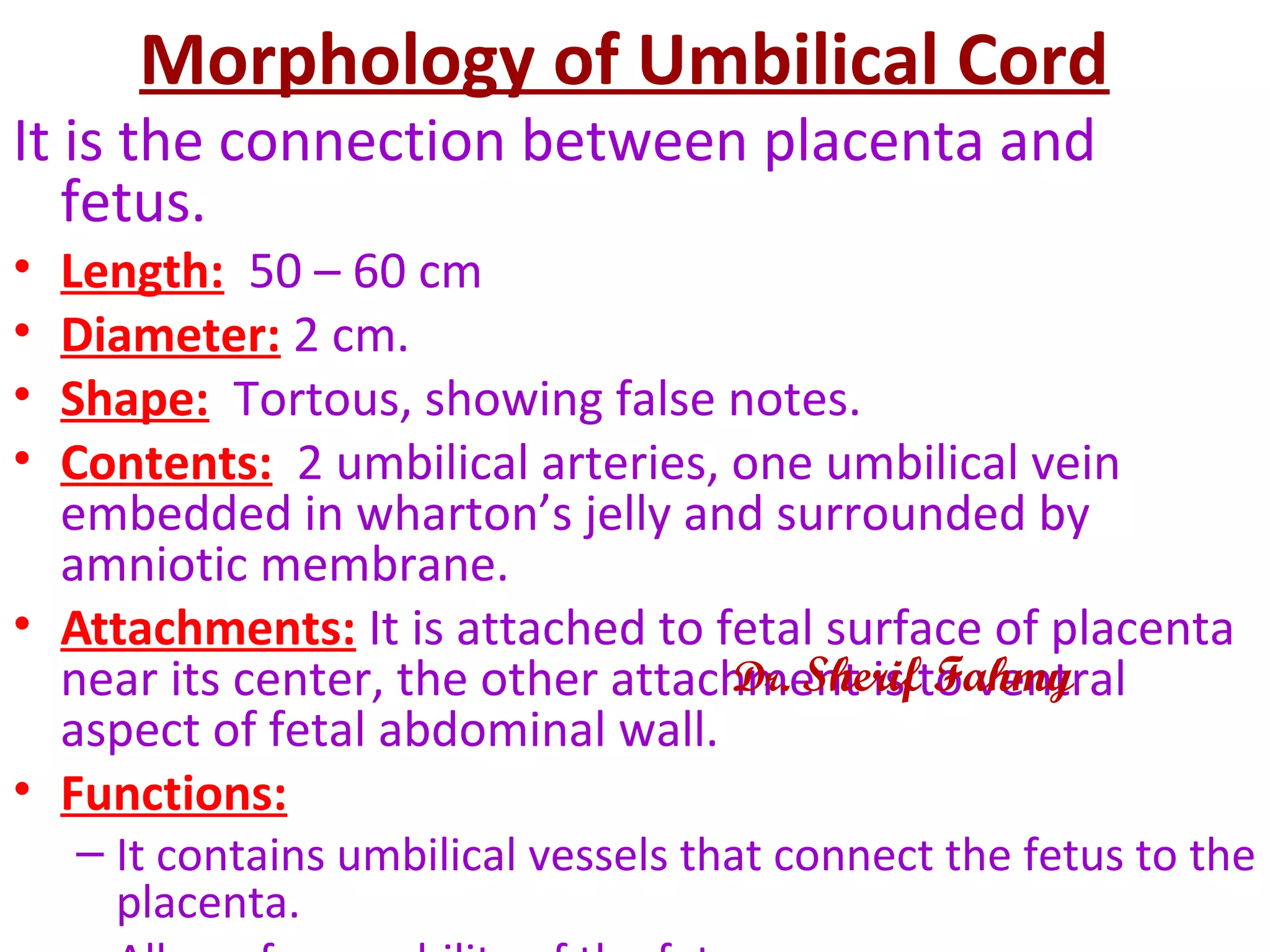 Umbilical Cord (General Embryology) | PPS
