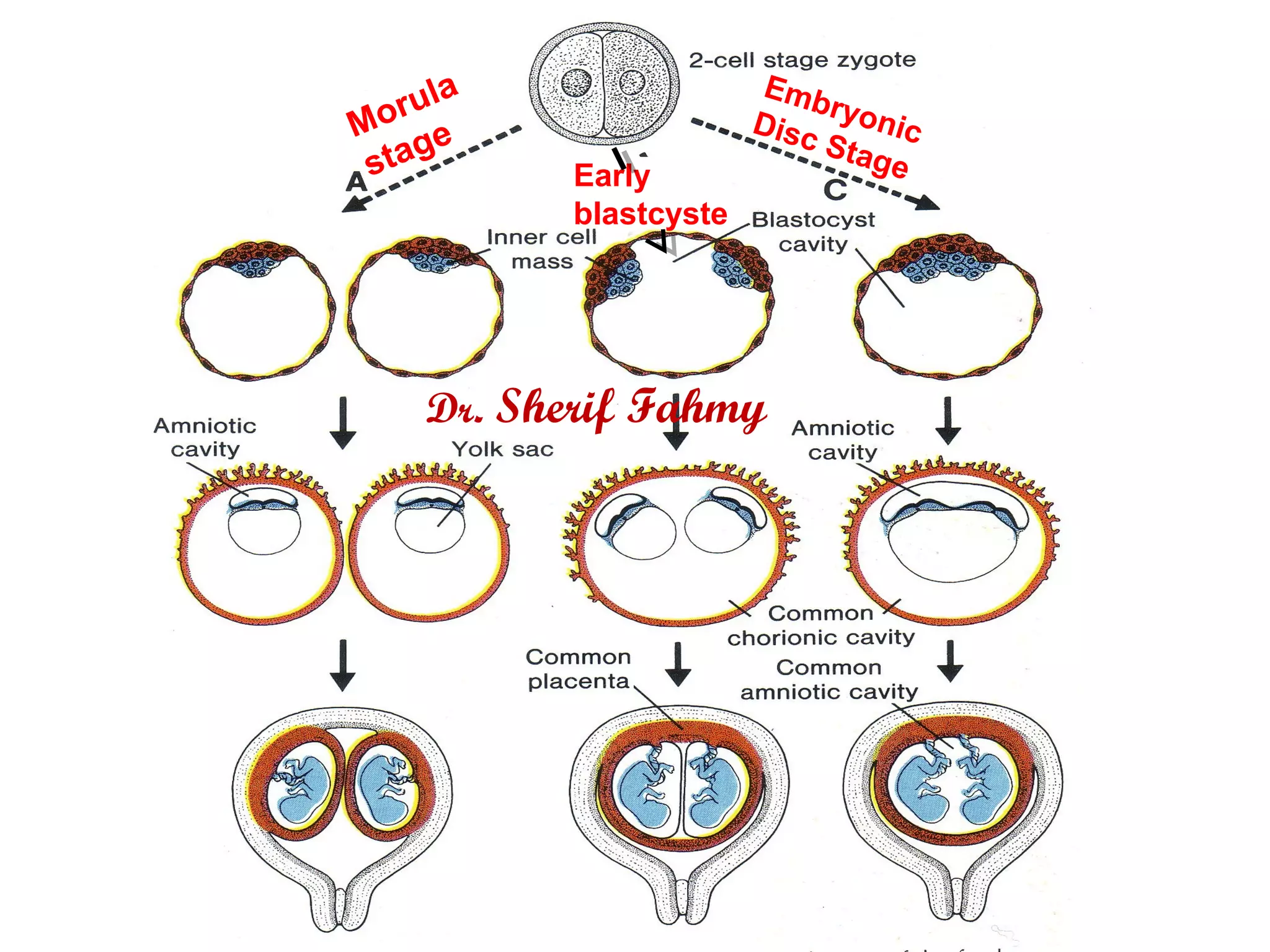 Umbilical Cord (General Embryology) | PPS