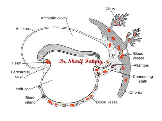Umbilical Cord (General Embryology) | PPS | Pregnancy | Reproductive Health