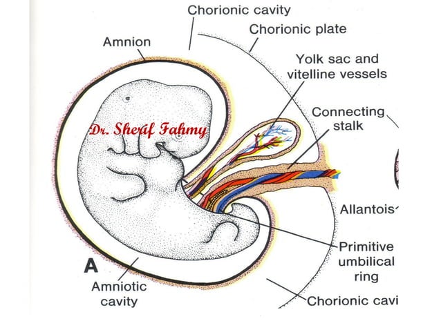 Umbilical Cord (General Embryology) | PPS | Pregnancy | Reproductive Health
