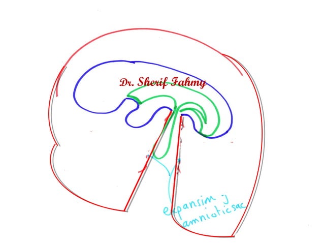 Umbilical Cord (General Embryology) | PPS | Pregnancy | Reproductive Health