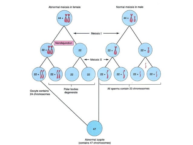 Umbilical Cord (General Embryology) | PPS | Pregnancy | Reproductive Health
