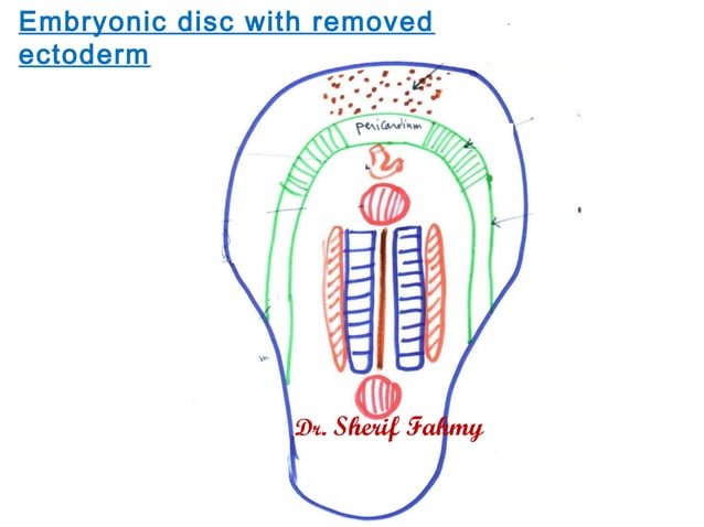 Umbilical Cord (General Embryology) | PPS | Pregnancy | Reproductive Health
