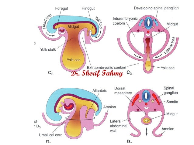 Umbilical Cord (General Embryology)