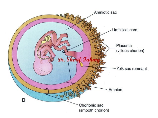 Umbilical Cord (General Embryology)