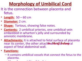 Umbilical Cord (General Embryology) | PPT
