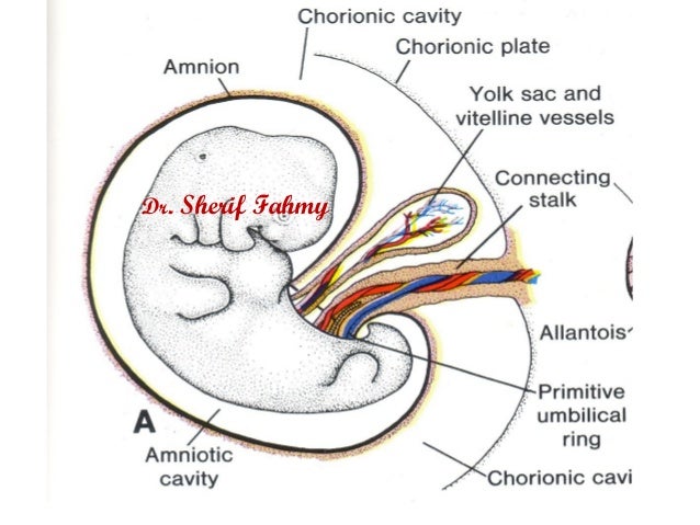 Umbilical Cord (General Embryology)