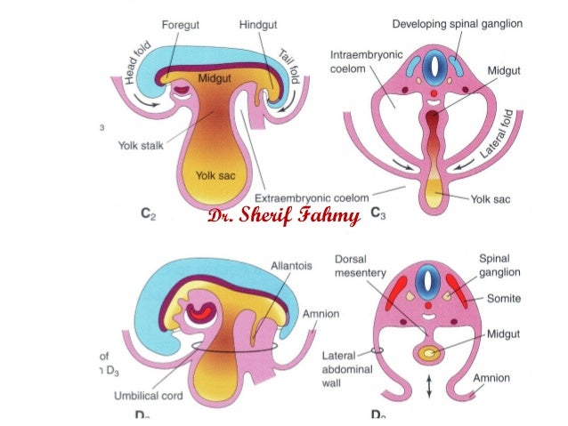 Umbilical Cord (General Embryology)