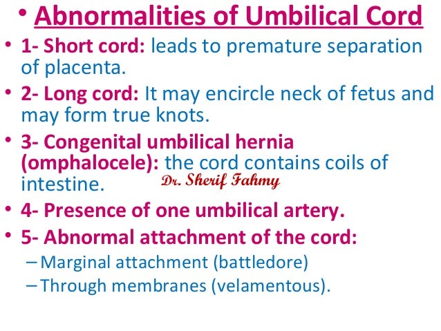 Umbilical Cord (General Embryology)