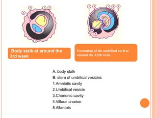 umbilicalcord-200518162155.pdf