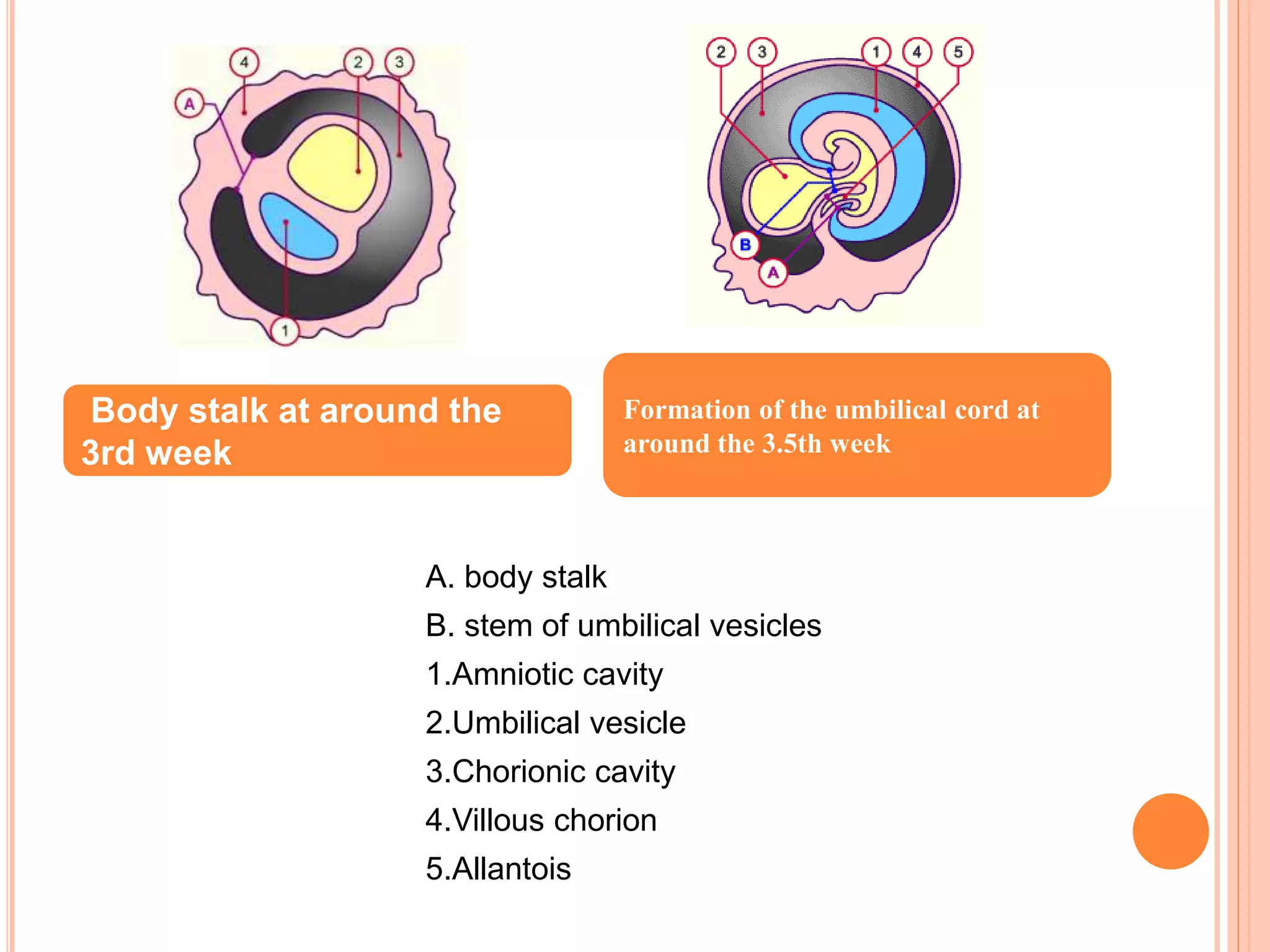 Umbilical cord | PPTX