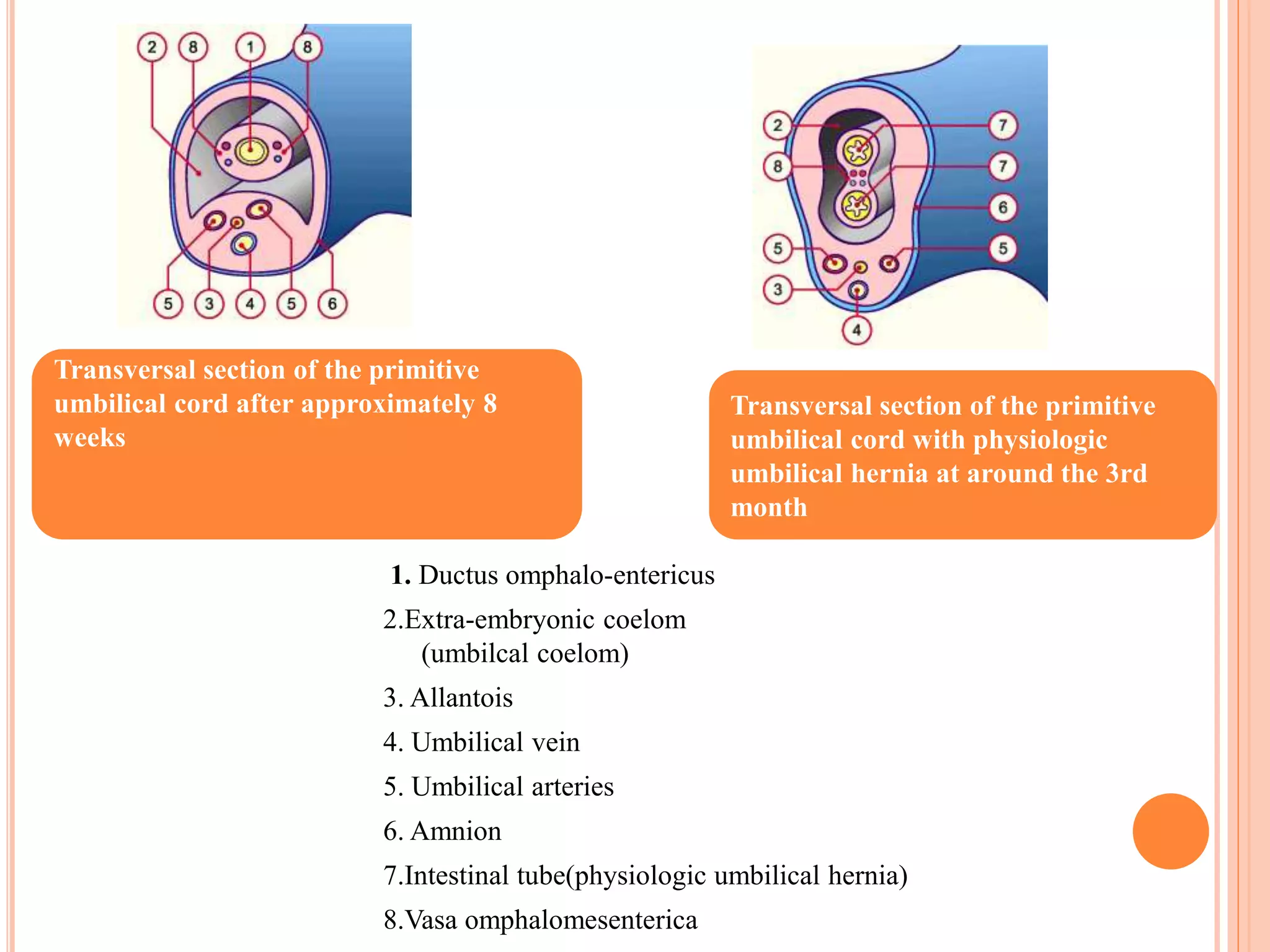 Umbilical cord | PPTX