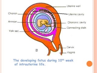 Umbilical cord | PPT