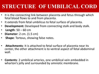 Difference Between Placenta And Umbilical Cord
