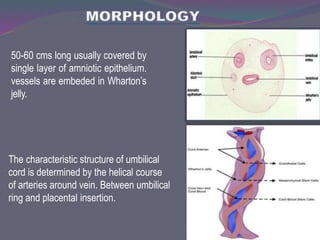 Umbilical cord.pptx