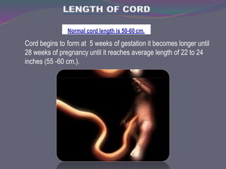 Umbilical cord.pptx