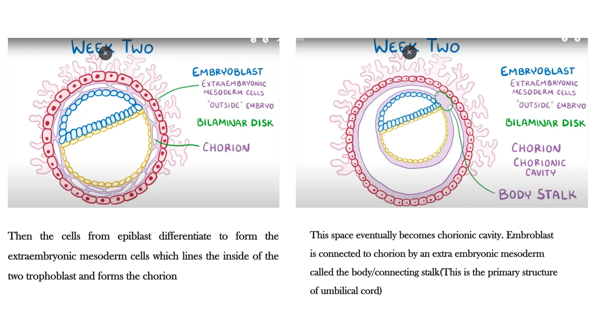 UMBILICAL CORD.................................... | PPTX