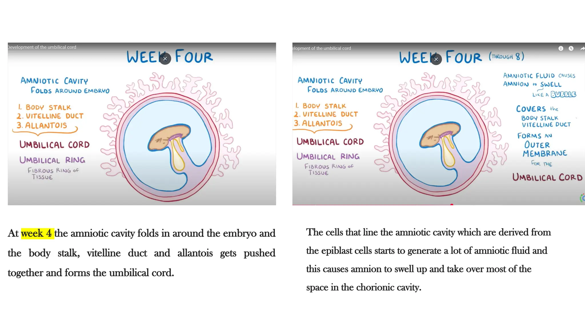 UMBILICAL CORD.................................... | PPTX