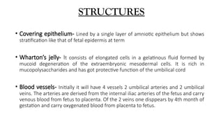 UMBILICAL CORD.................................... | PPTX