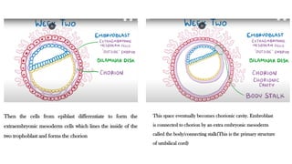 UMBILICAL CORD.................................... | PPTX