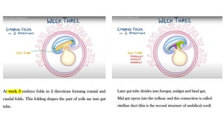 UMBILICAL CORD.................................... | PPTX